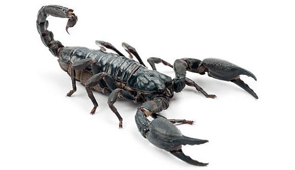 Escorpiões ferroam dragões enquanto estes dormem - AgoraPE